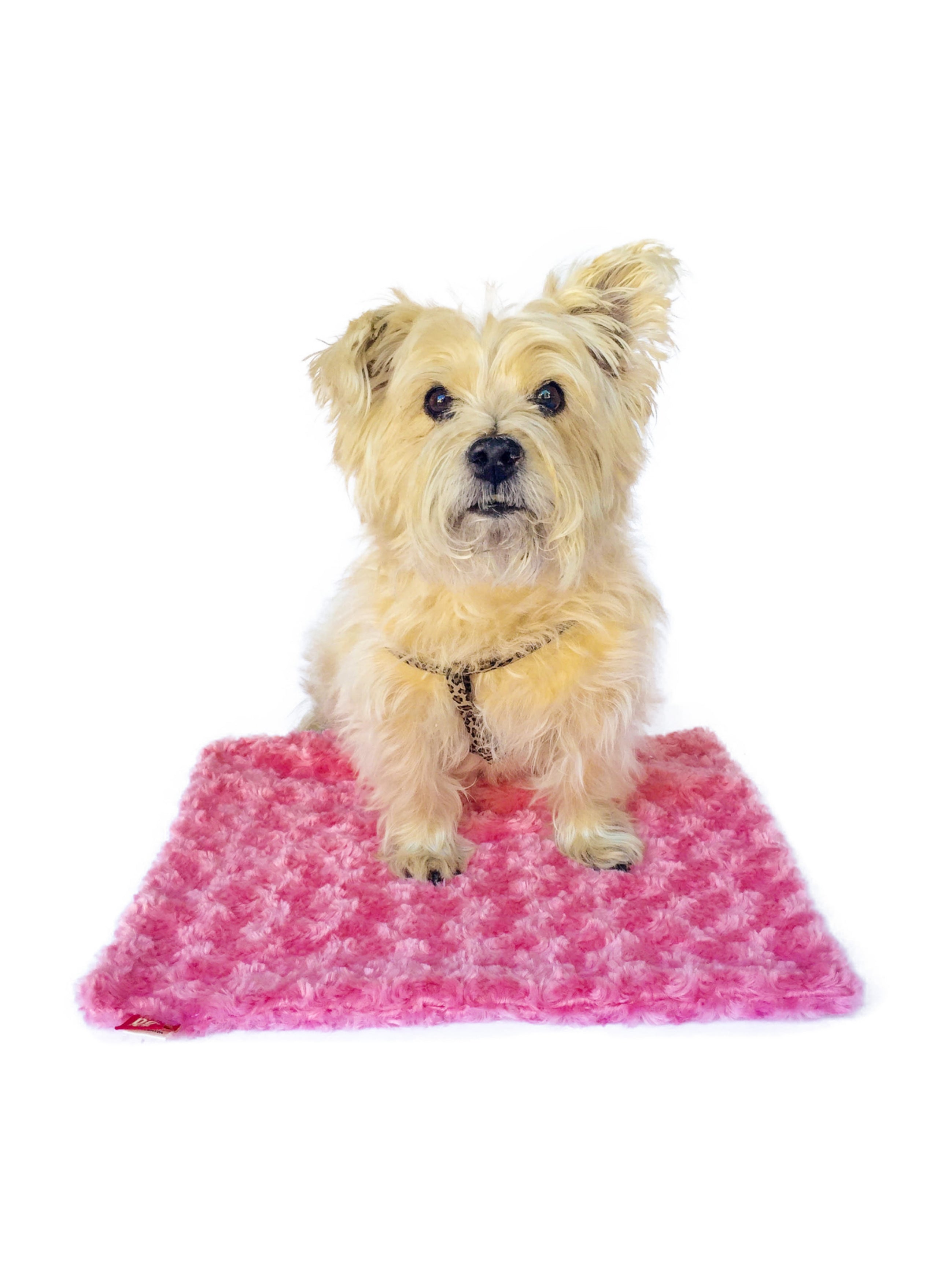 Rosebud Minkie Binkie, Coral | The Dog Squad - Southlake Paws Couture